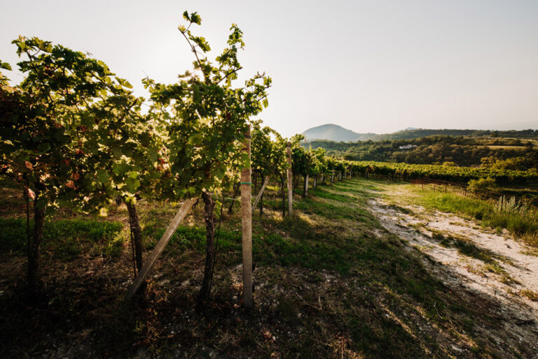 Enoteca e Cantina Vini Tipici Colli Euganei Enoteca Monte Fasolo