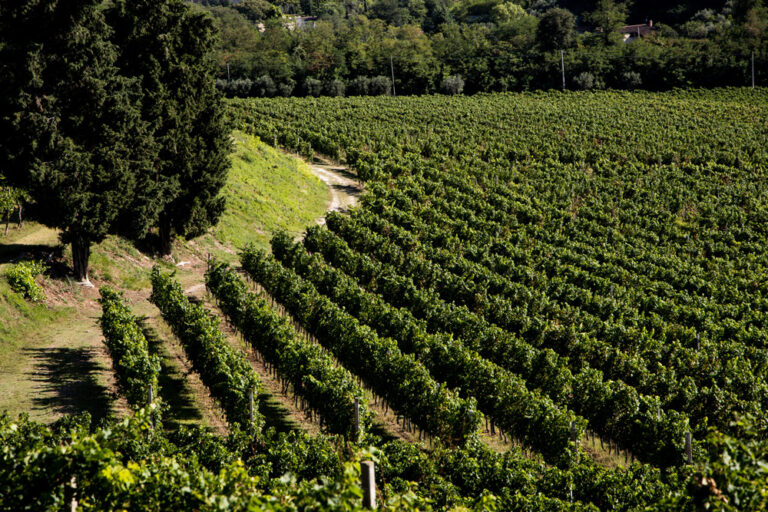 Enoteca e Cantina Vini Tipici Colli Euganei Enoteca Monte Fasolo