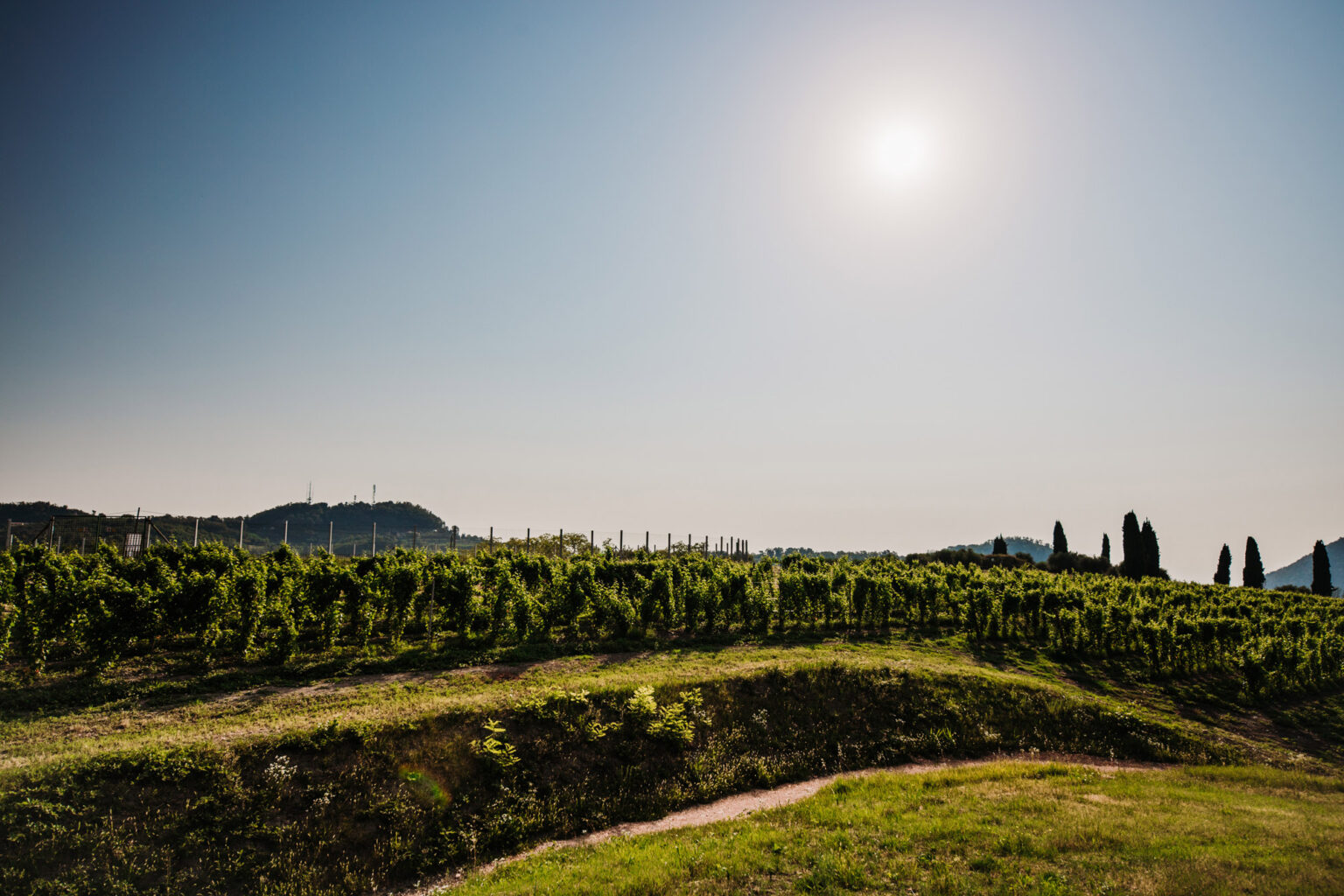 Enoteca e Cantina Vini Tipici Colli Euganei Enoteca Monte Fasolo
