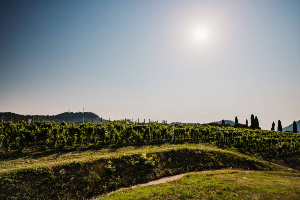 Enoteca e Cantina Vini Tipici Colli Euganei Enoteca Monte Fasolo
